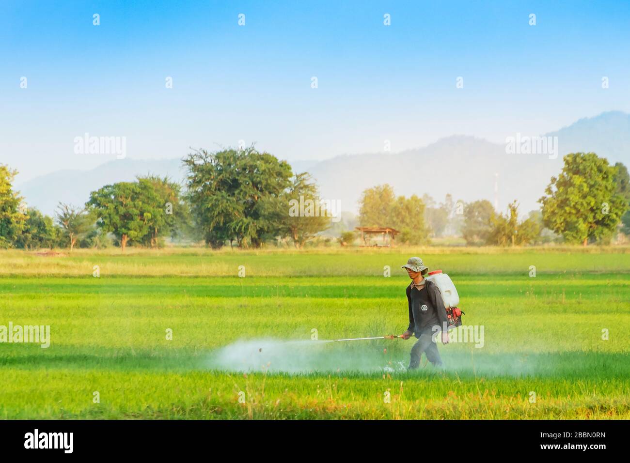 Rice fungicide hi-res stock photography and images - Alamy