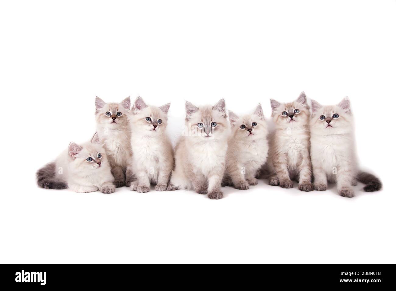Seven small Siberian Neva Masquerade kittens on white background. Cats ...