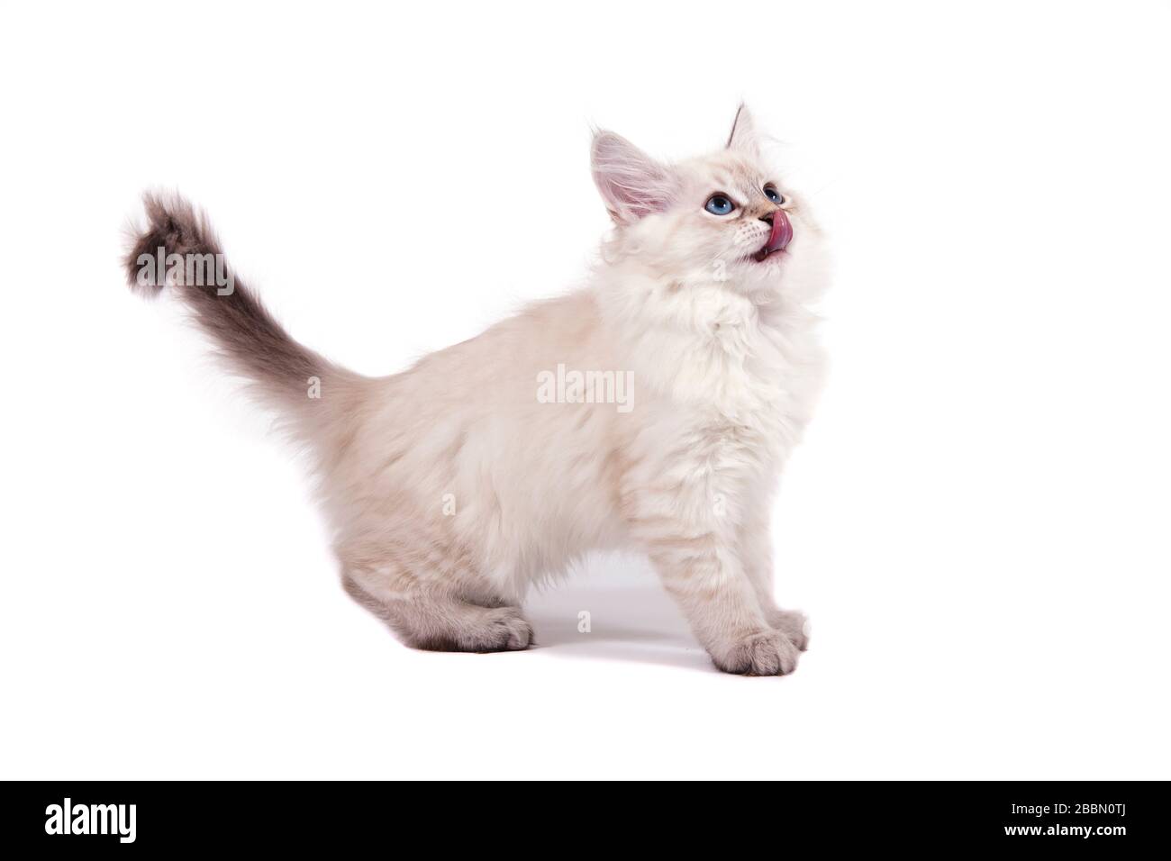 Neva masquerade point hi-res stock photography and images - Alamy