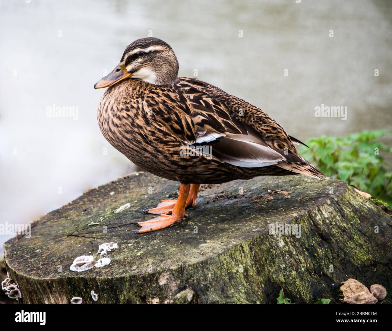 UK Wildlife, duck on a tree stump. Towcester, Northamptonshire, England ...