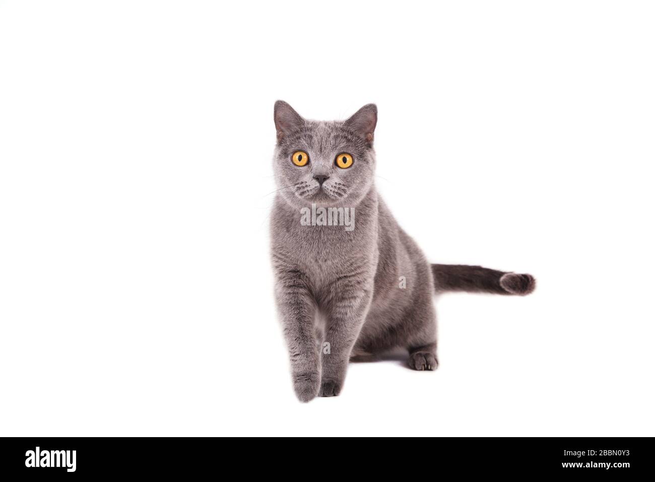 Yellow big eye british hi-res stock photography and images - Alamy