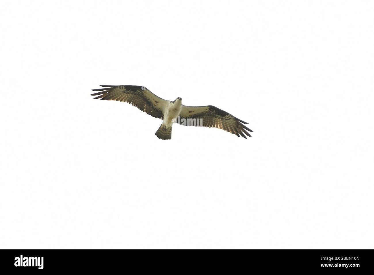 River spring bird view Cut Out Stock Images & Pictures - Alamy