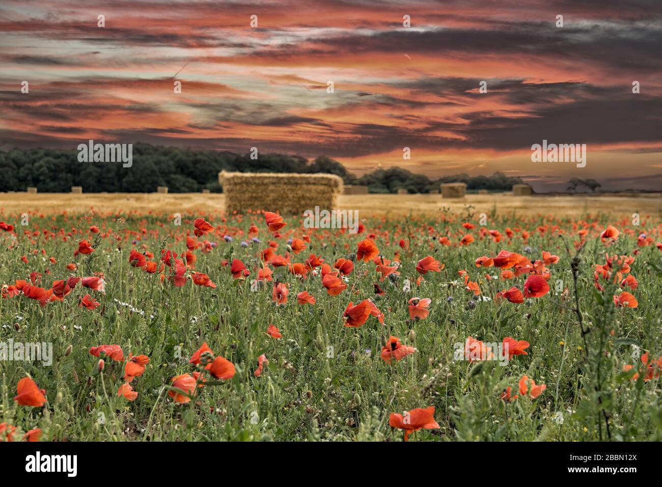 Uk night time garden hi-res stock photography and images - Alamy