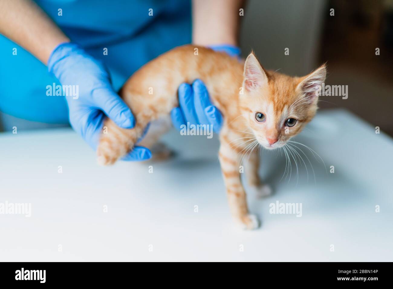 Doctor veterinarian is examining kitten with three legs at vet clinic ...