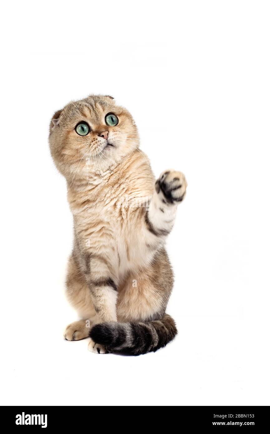 Hungry cat with green eyes looking and waiting for food Stock Photo - Alamy