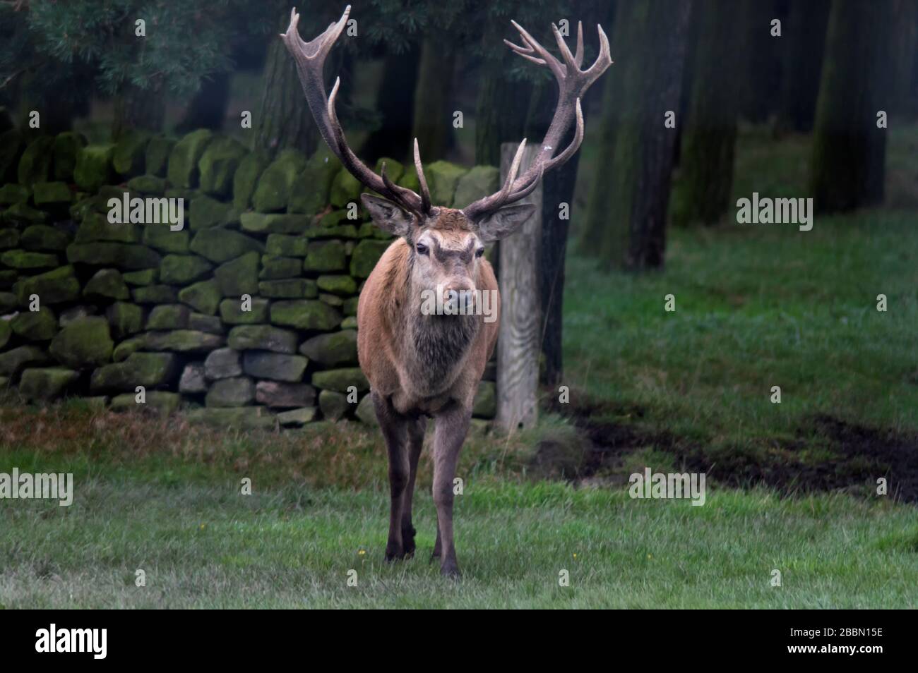 Male stag looking into the camera with huge antlers in woodland ...