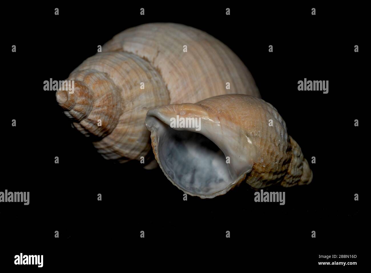 Seashell on th stone background Stock Photo - Alamy