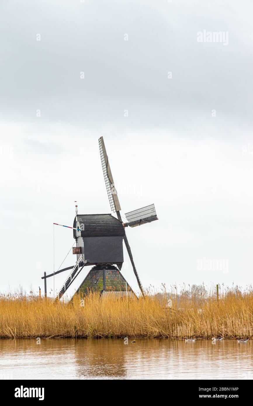 Windmills (wind-pumps) at Kinderdijk; a village in the the Netherlands ...