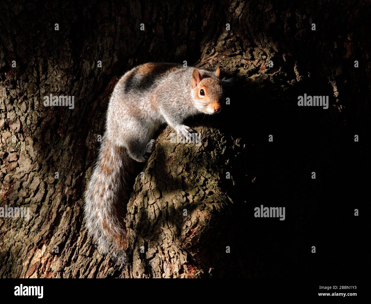nature birds fox squirrel Stock Photo - Alamy