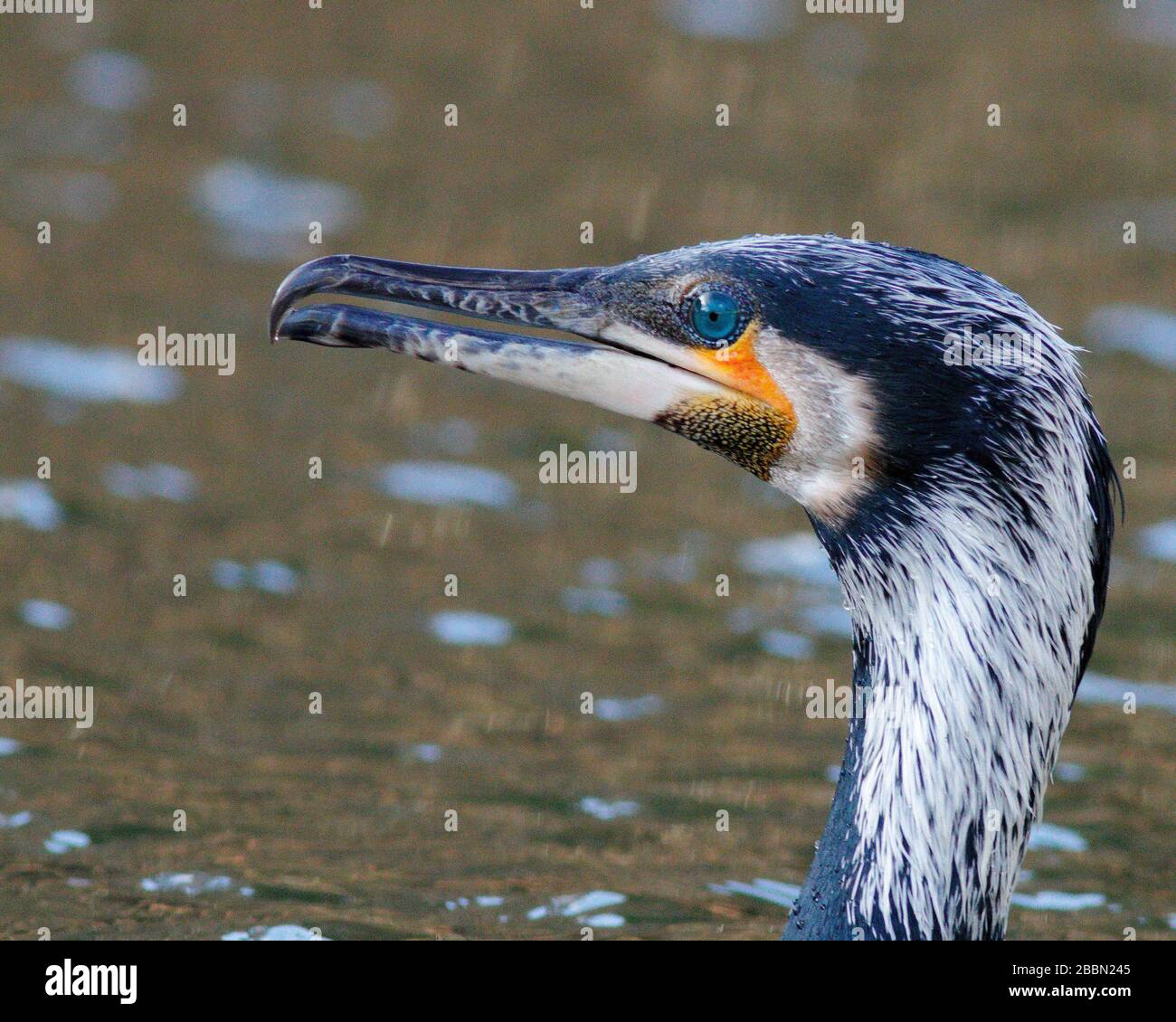 nature birds fox squirrel Stock Photo - Alamy