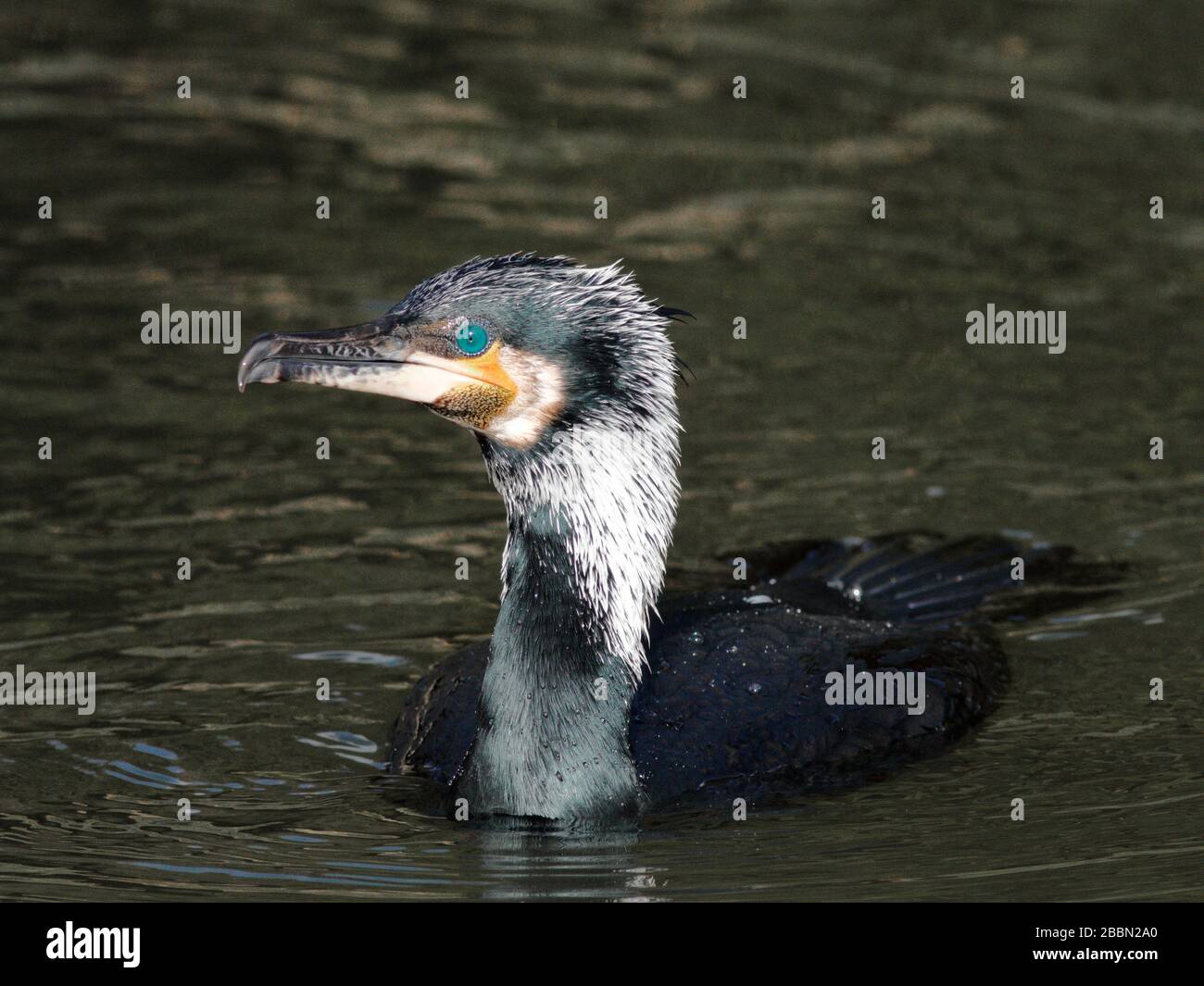 nature birds fox squirrel Stock Photo - Alamy