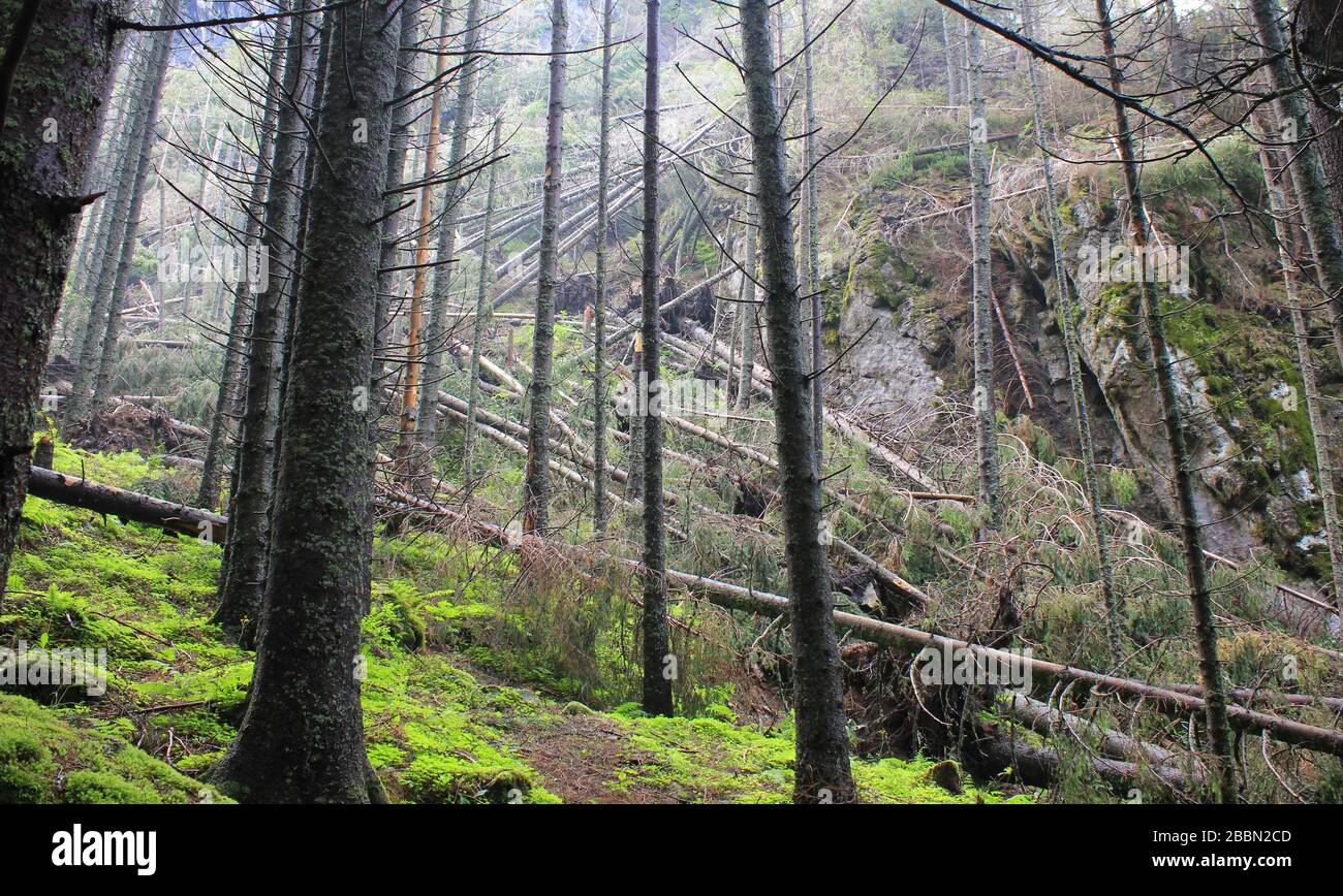 Mountain forest trees after storm Stock Photo - Alamy