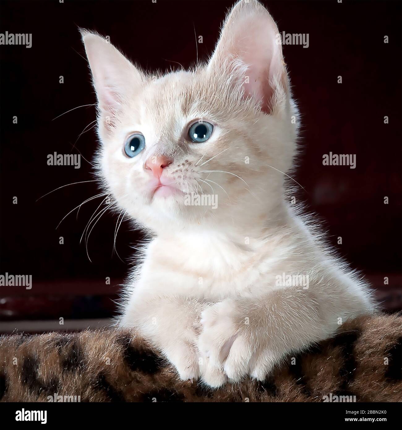 Cat memes hi-res stock photography and images - Alamy