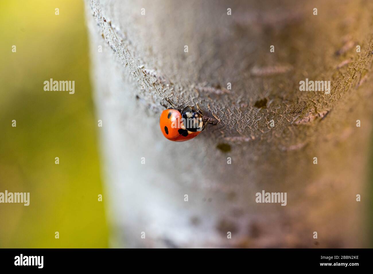 Macro of lady bug Stock Photo - Alamy