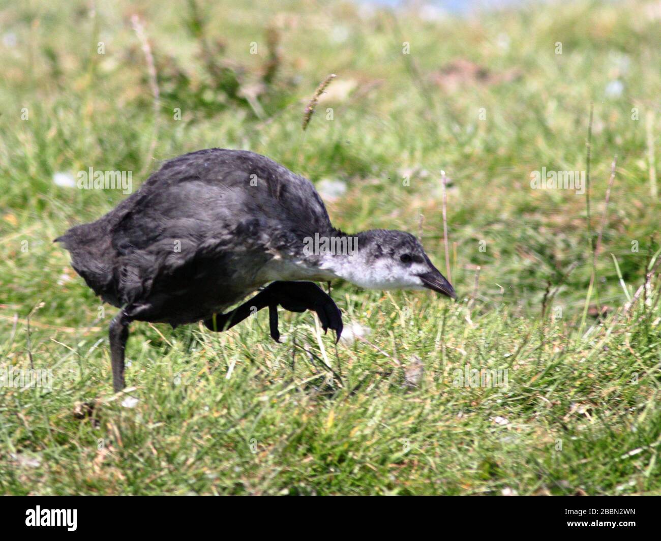 nature birds fox squirrel Stock Photo - Alamy