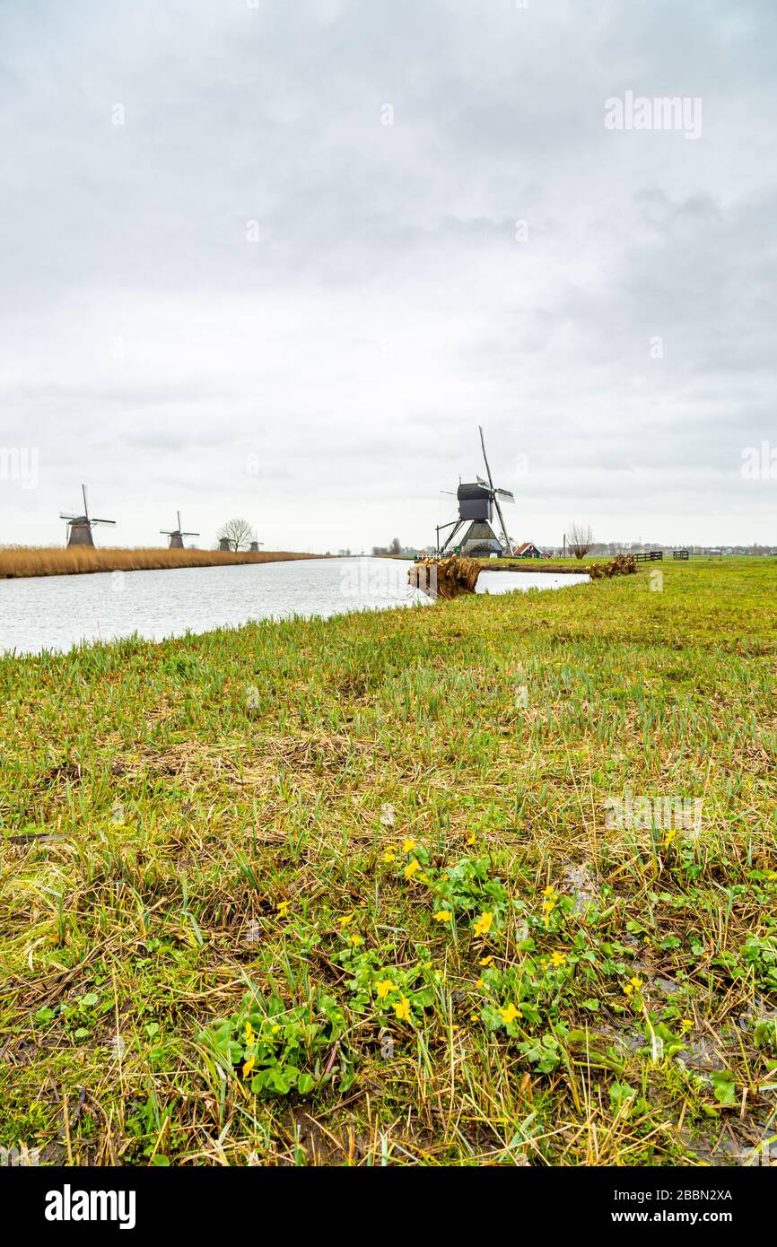Windmills (wind-pumps) at Kinderdijk; a village in the the Netherlands ...
