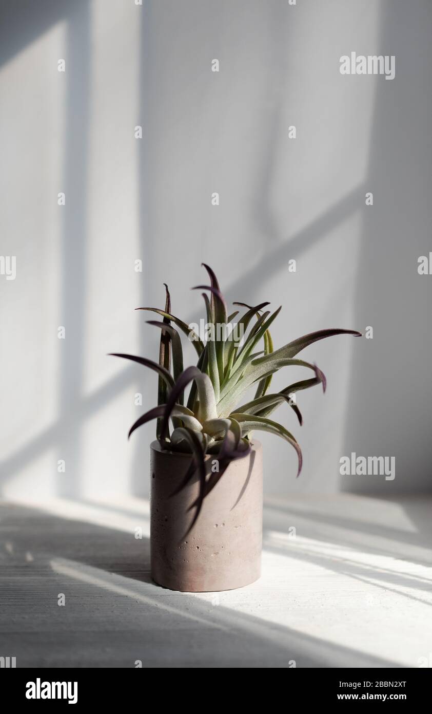 Office plant shadow hi-res stock photography and images - Alamy