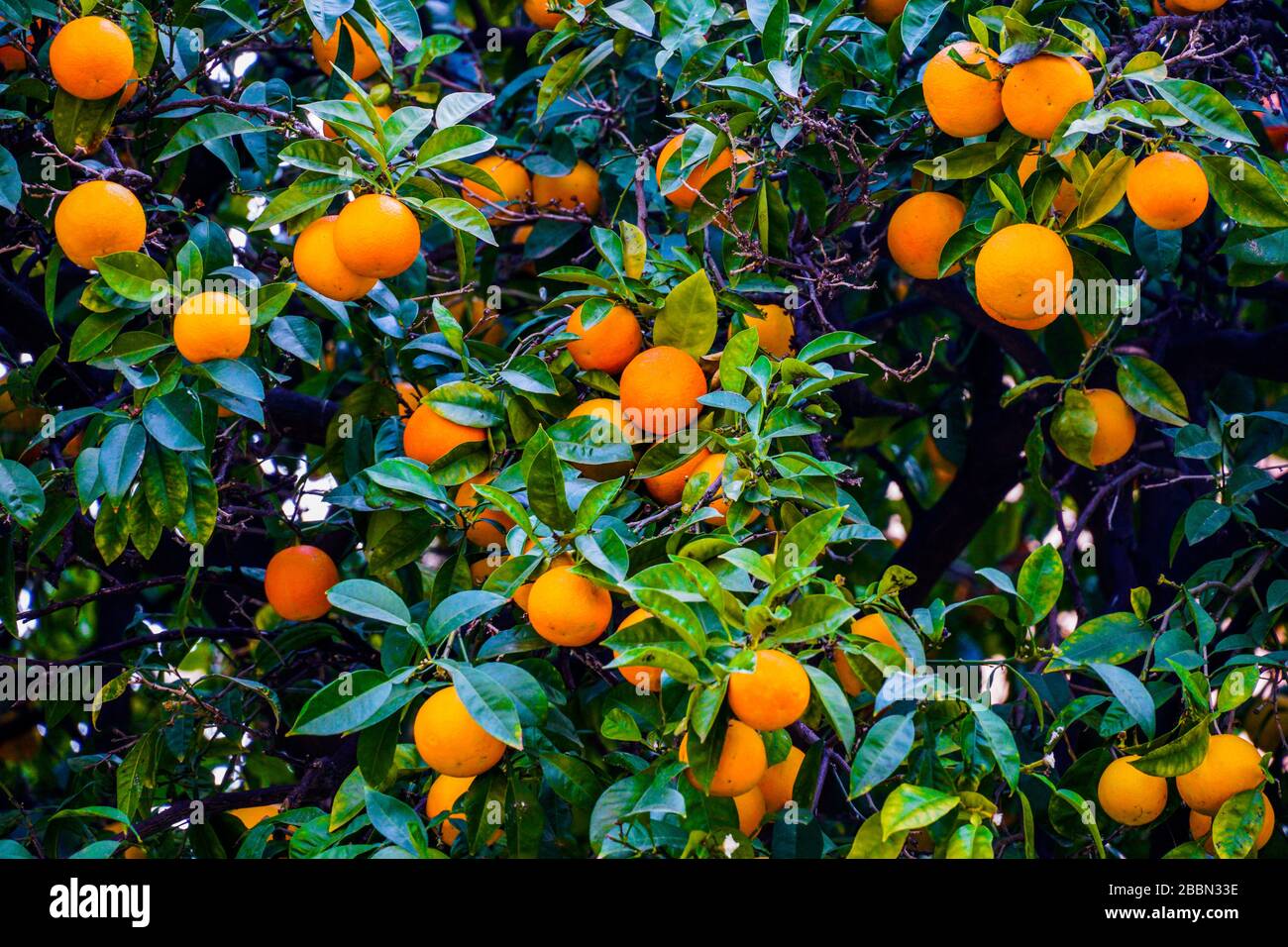 Close-up of an orange tree full of fruits. Fresh oranges on plant ...