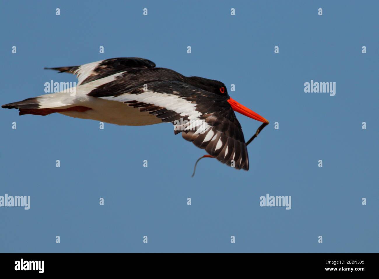 nature birds fox squirrel Stock Photo - Alamy