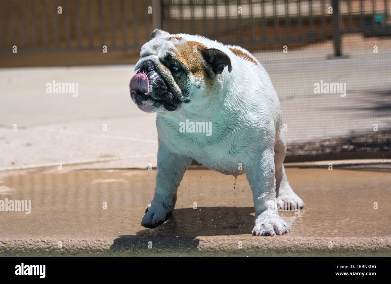Bulldog pool hi-res stock photography and images - Alamy
