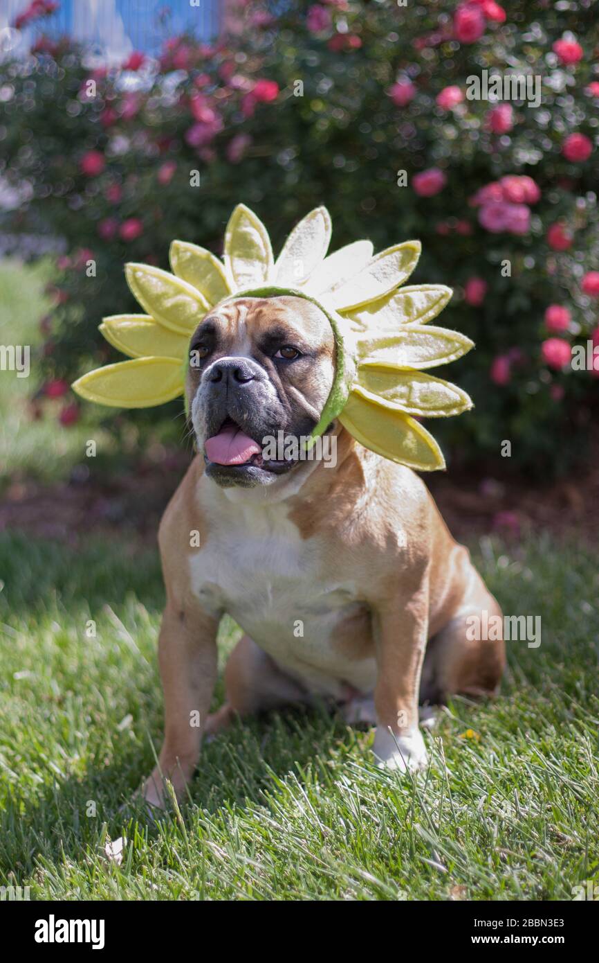 English bulldog flower hi-res stock photography and images - Alamy