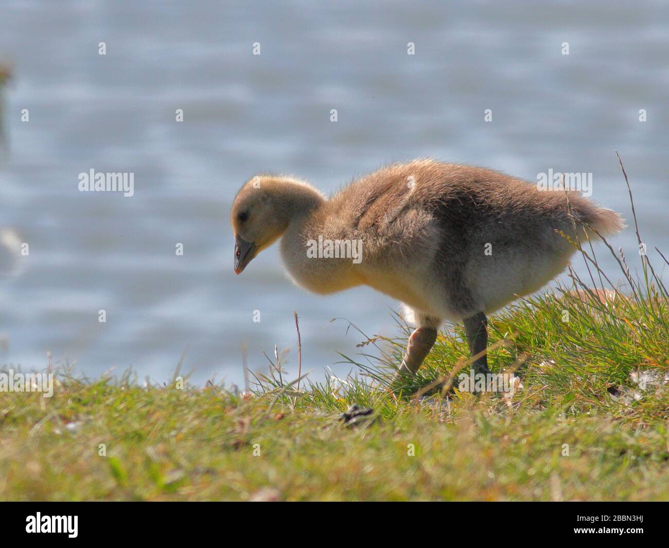 nature birds fox squirrel Stock Photo - Alamy