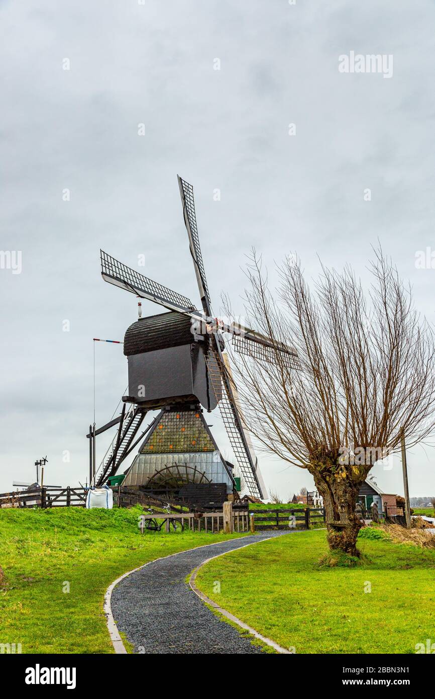 Windmills (wind-pumps) at Kinderdijk; a village in the the Netherlands ...