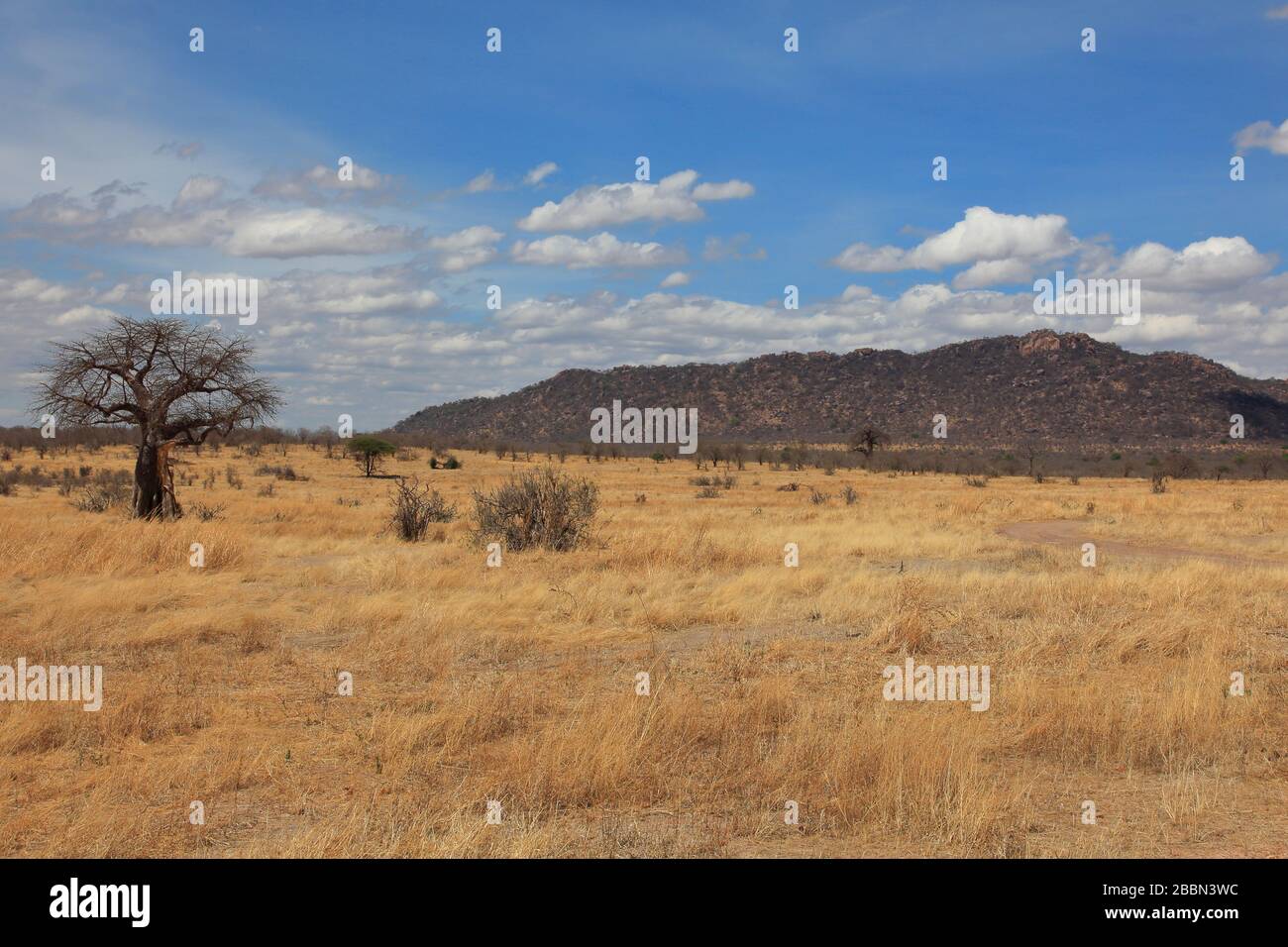 Scene of African plain in Tanzania Stock Photo - Alamy