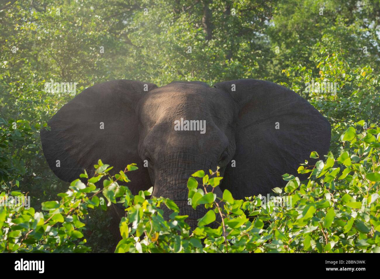 An african elephant opening his eras with the bush on the background ...