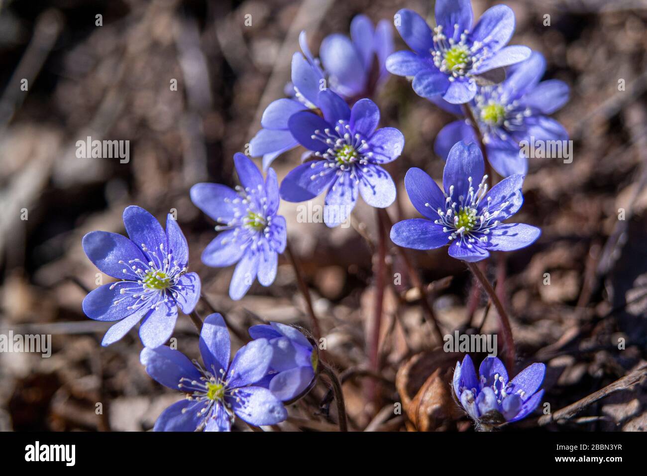 Common hepatica hi-res stock photography and images - Alamy