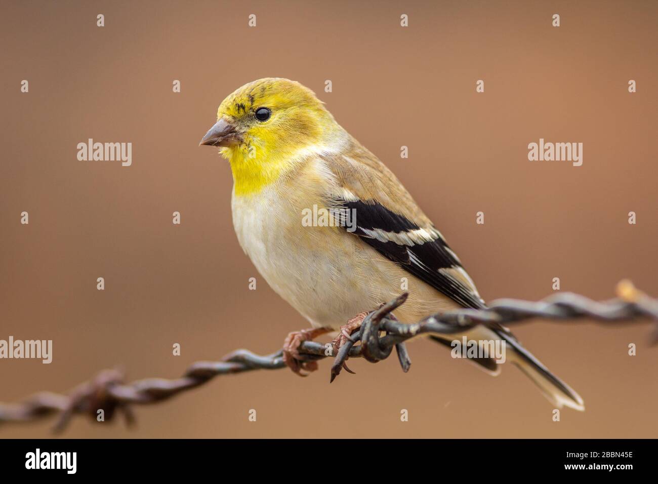 American Goldfinch, Spinus tristis Stock Photo - Alamy