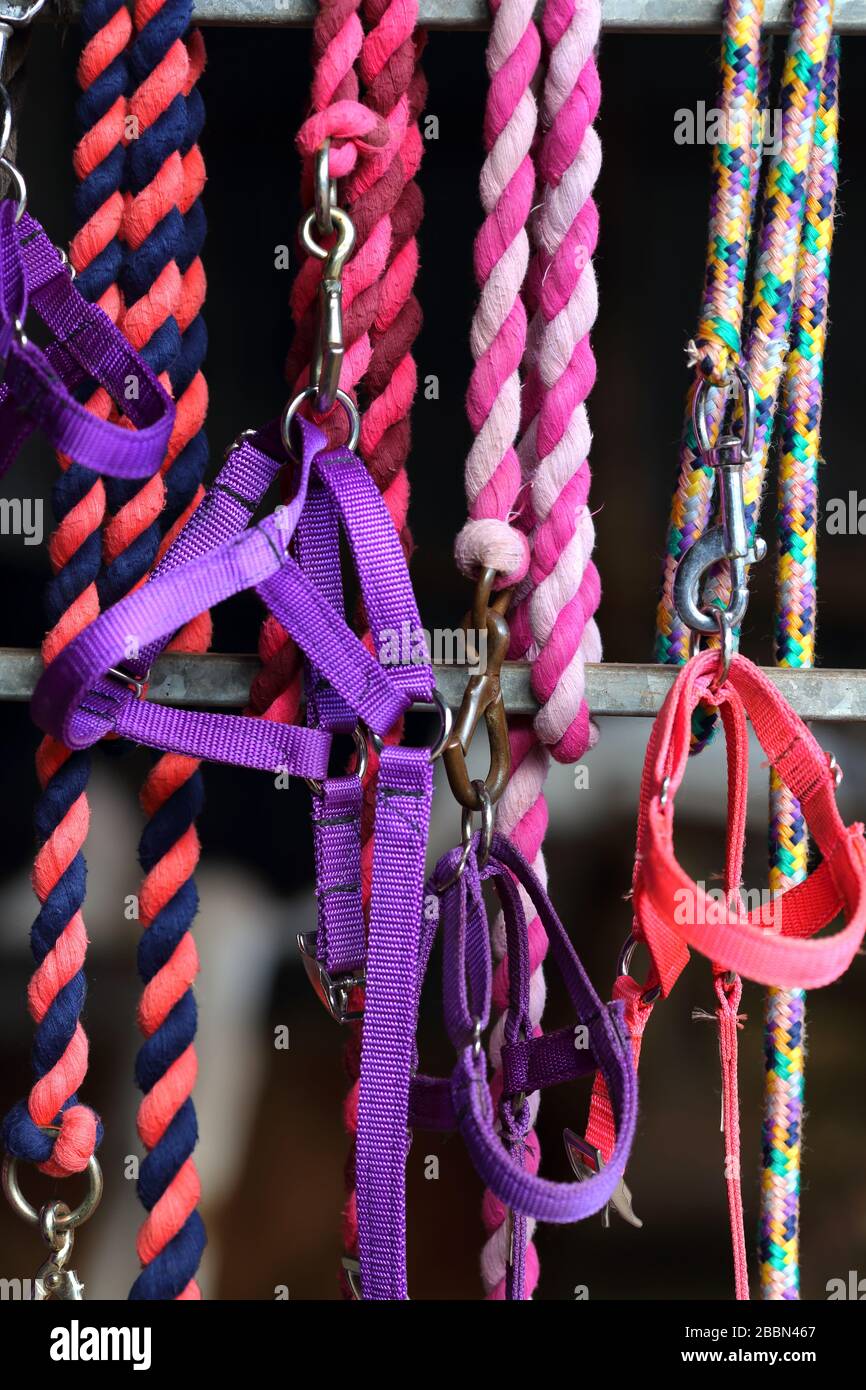 Colourful ropes used to harness llamas Stock Photo - Alamy