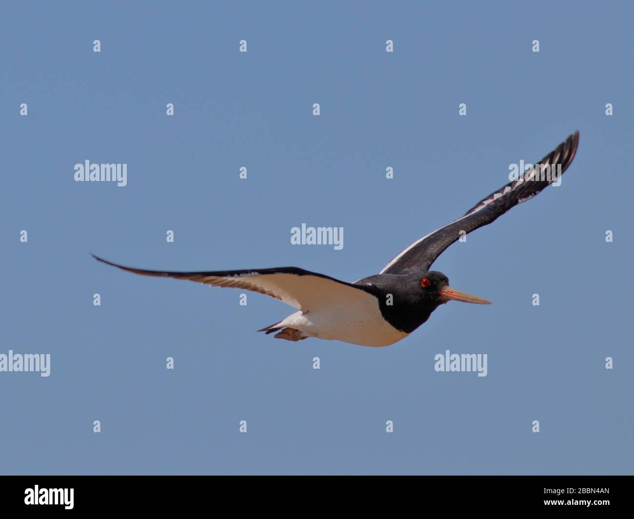 nature birds fox squirrel Stock Photo - Alamy