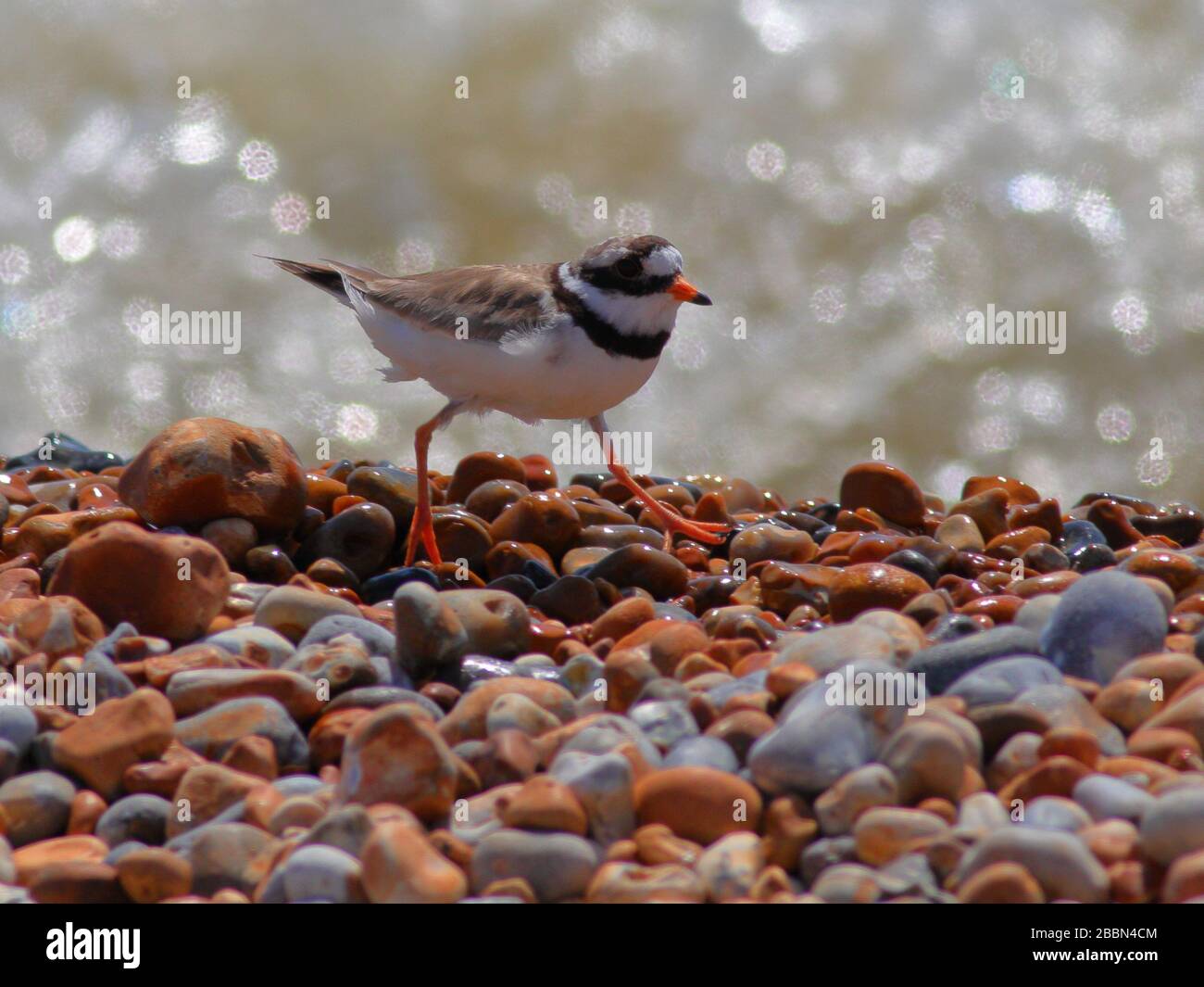 nature birds fox squirrel Stock Photo - Alamy