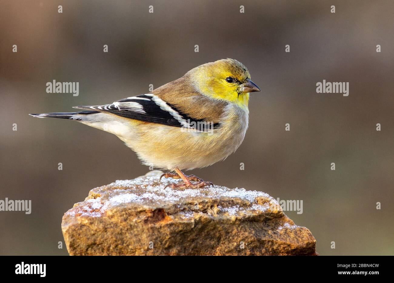 American Goldfinch, Spinus tristis Stock Photo - Alamy