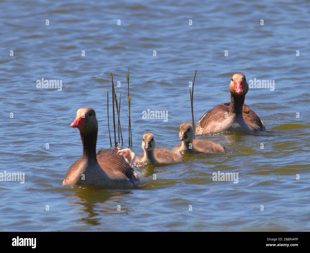 nature birds fox squirrel Stock Photo - Alamy
