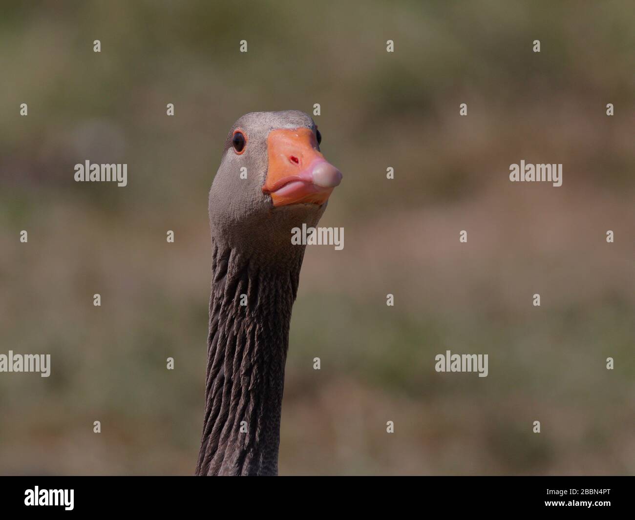 nature birds fox squirrel Stock Photo - Alamy