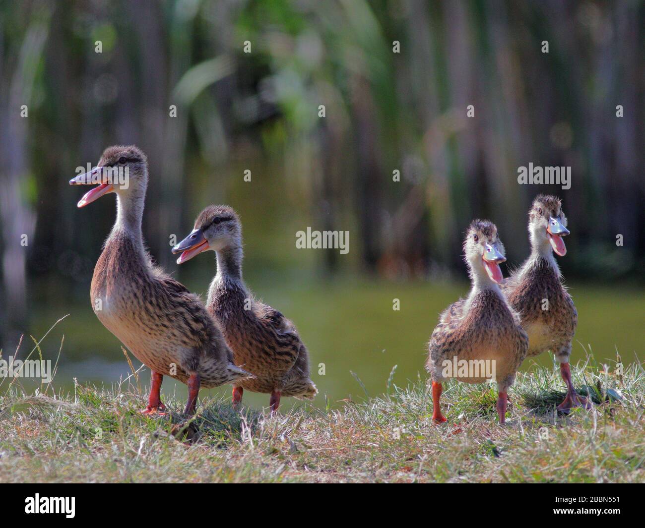 nature birds fox squirrel Stock Photo - Alamy