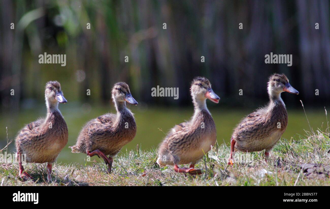 nature birds fox squirrel Stock Photo - Alamy