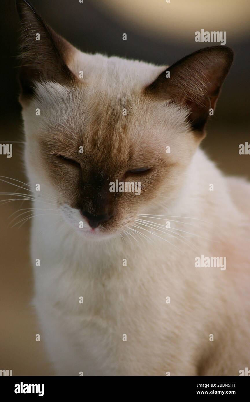 Cat dim eyes Stock Photo - Alamy
