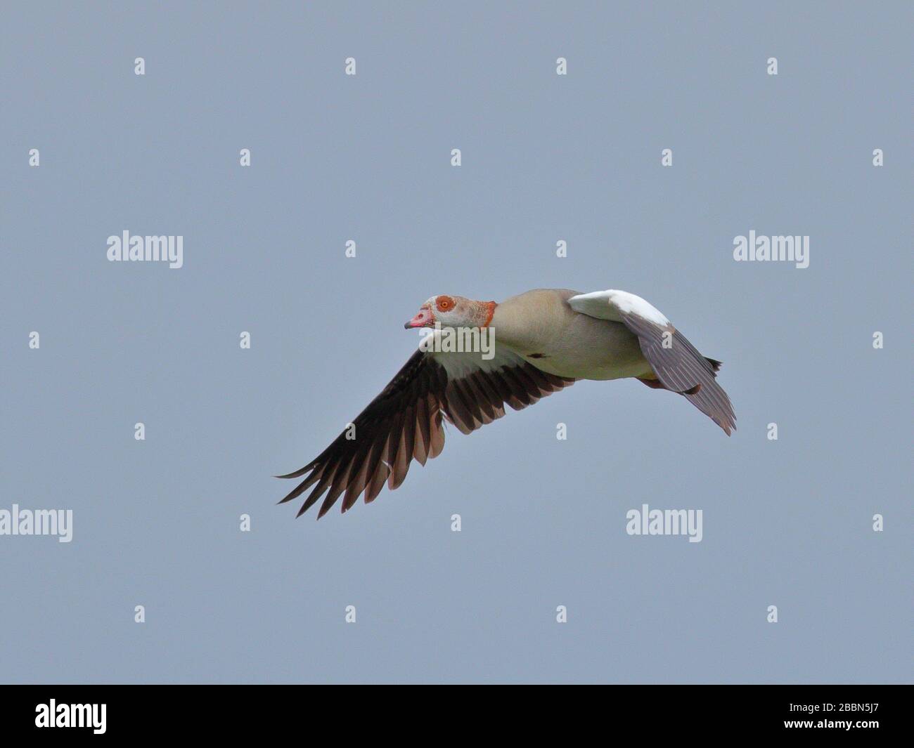 nature birds fox squirrel Stock Photo - Alamy