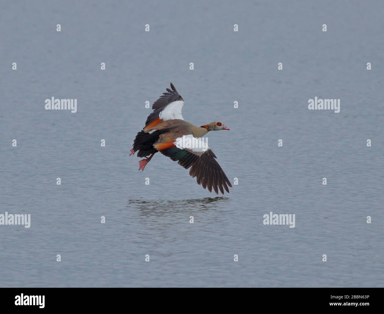 nature birds fox squirrel Stock Photo - Alamy