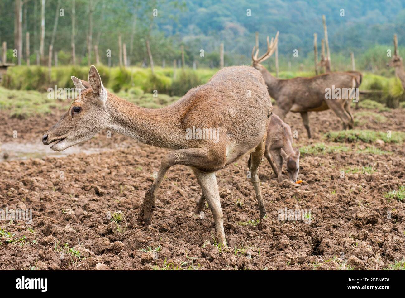Female deer running at the mud-grass field. A doe's unique pose Stock ...