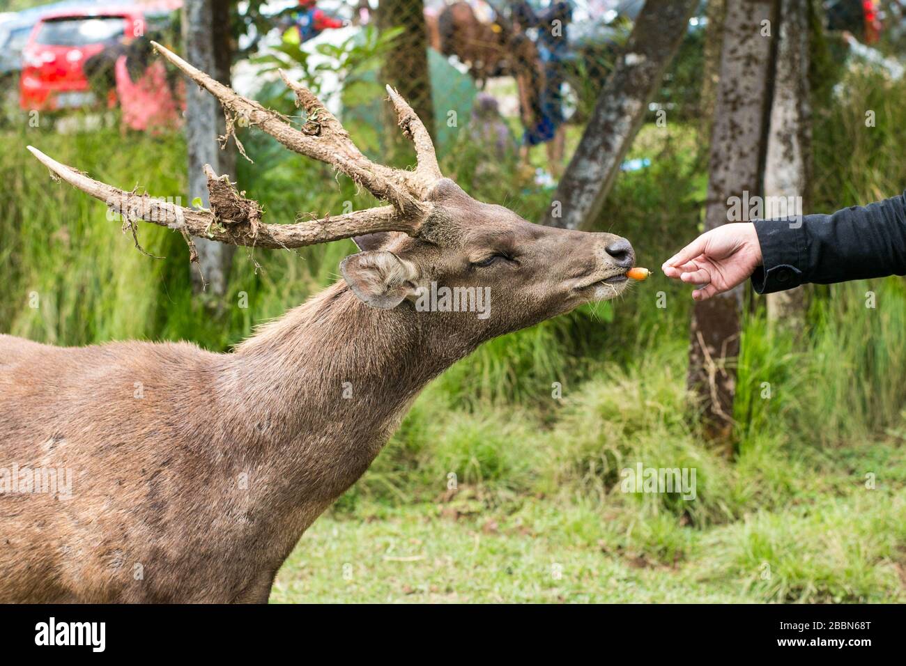 Giving carrot hi-res stock photography and images - Alamy