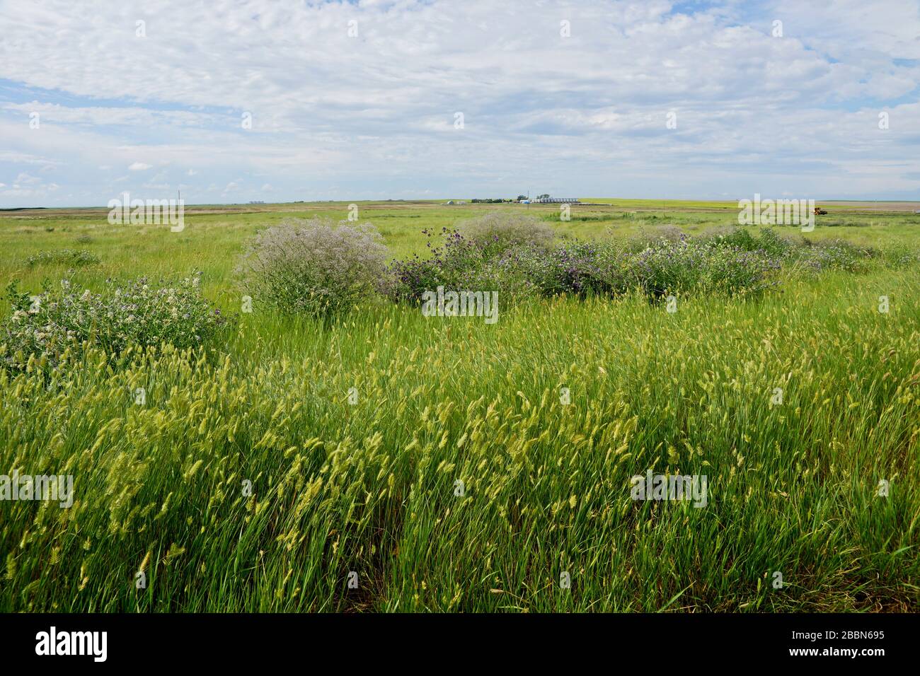 Grasslands canada prairies ranch hi-res stock photography and images ...