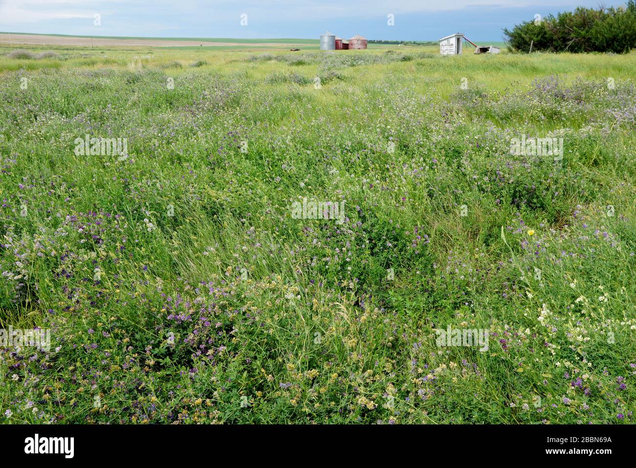 Grasslands canada prairies ranch hi-res stock photography and images ...