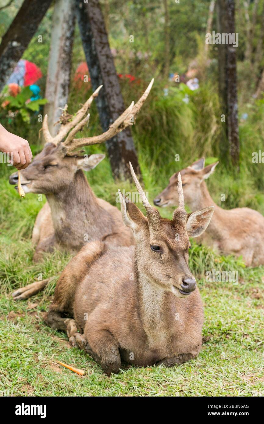 Deer laying down hi-res stock photography and images - Alamy
