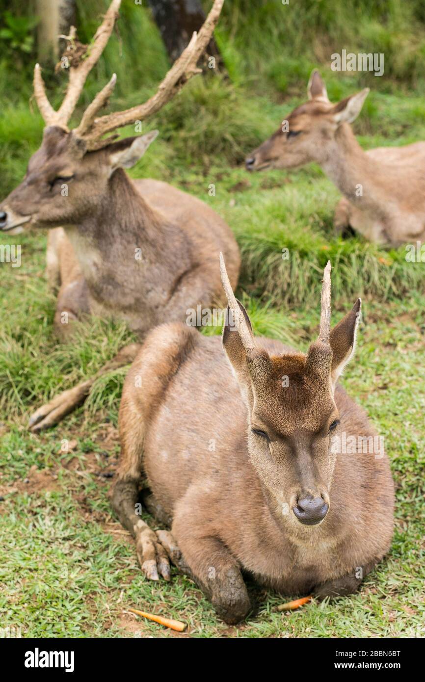 Asian Elk