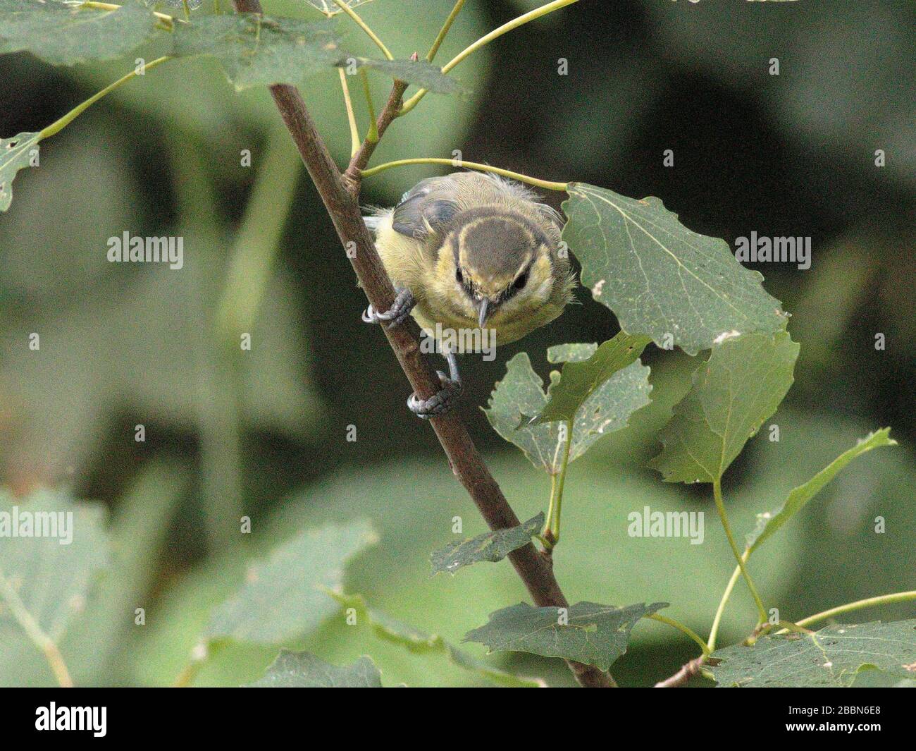 nature birds fox squirrel Stock Photo - Alamy