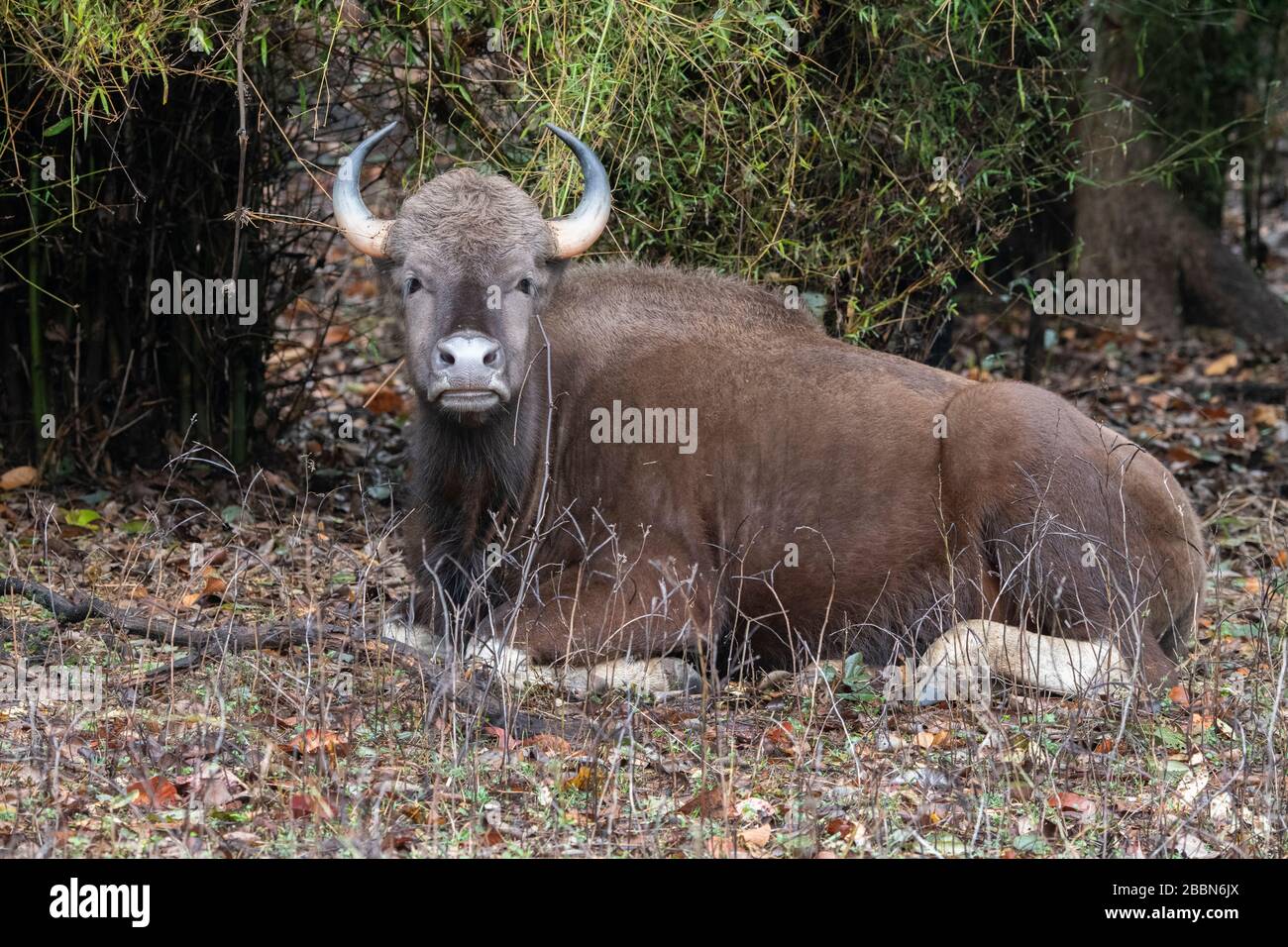 India, Madhya Pradesh, Bandhavgarh National Park. Gaur (WILD: Bos ...